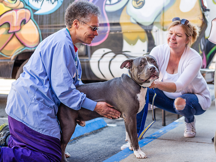 Spay/Neuter Surgery: What to Expect - BADRAP